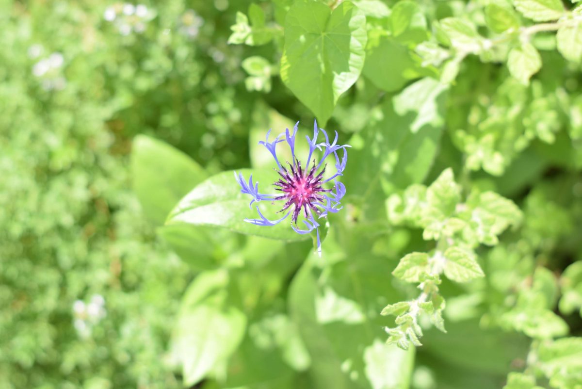 Why You Should Choose Open-Pollinated Seeds - the Haven of Rest