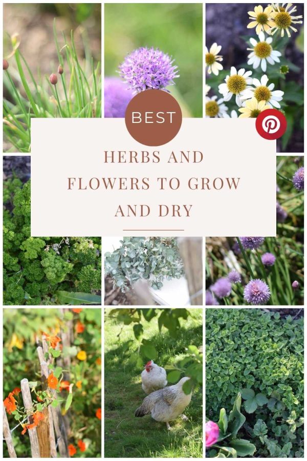 The best Herbs and Flowers to Drow and Dry - the Haven of Rest