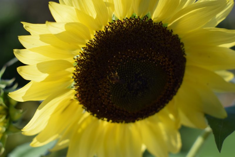 DIY Vintage Pram Restoration: How to Restore Prams - the Haven of Rest