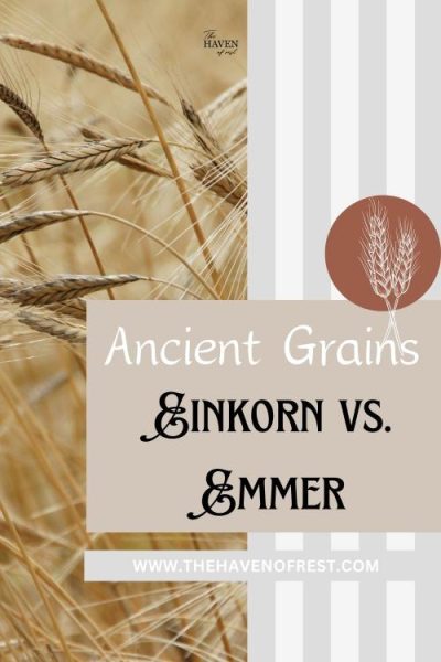 Ancient Grains: Einkorn vs Emmer Flour - the Haven of Rest