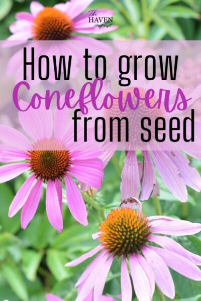 How to Grow Coneflowers (Echinacea) From Seed - the Haven of Rest
